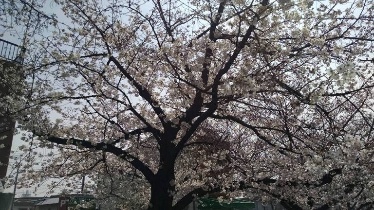 Social Customs in Japan: Courtesy as a Result of Collectivism – Valpo ...
